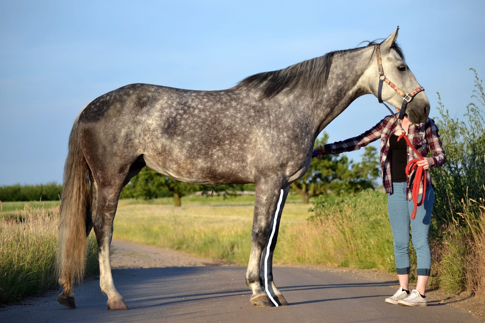 Welches Element gehört zu meinem Pferd? (Metall) – Nova ...