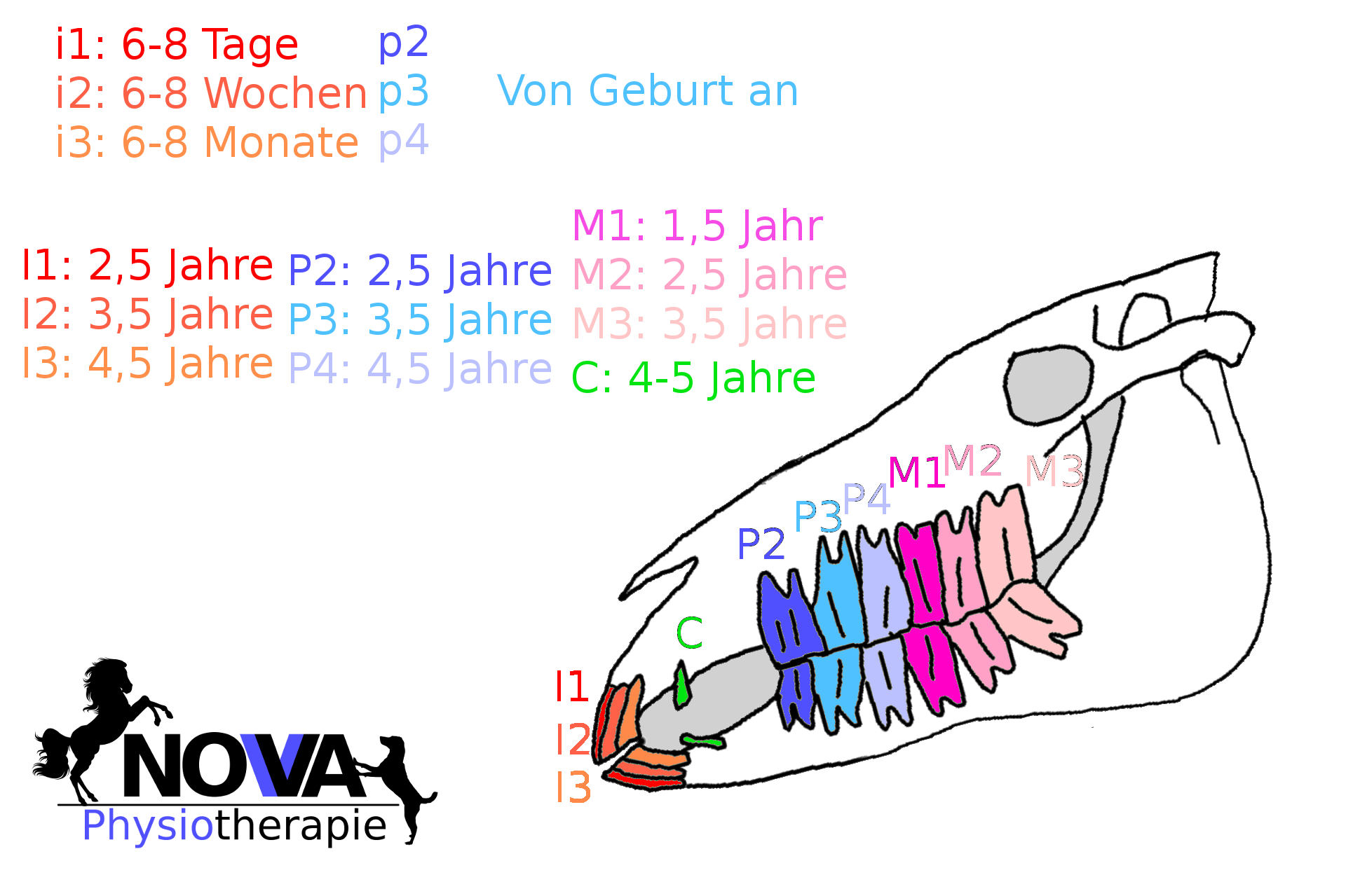 Kommt die Zahnfee in den Pferdestall… – Nova Pferdephysiotherapie