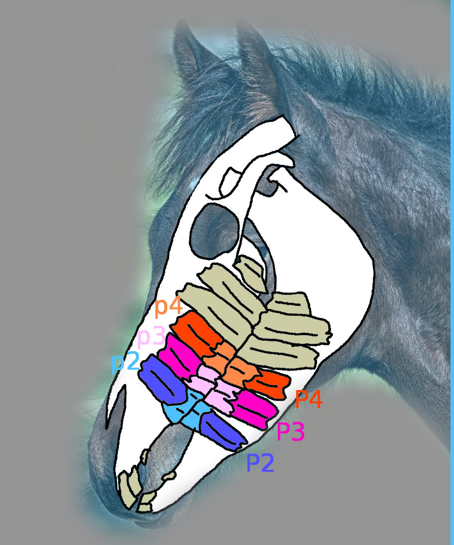 Kommt die Zahnfee in den Pferdestall… – Nova Pferdephysiotherapie